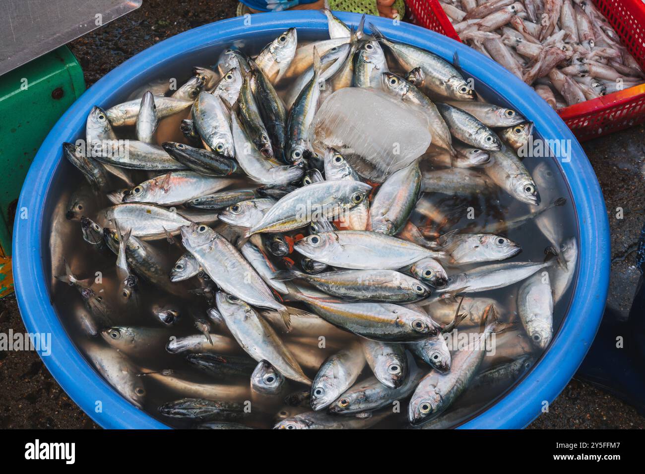 fresh Vietnamese sea fish in basins at the street fish market in Asia ...
