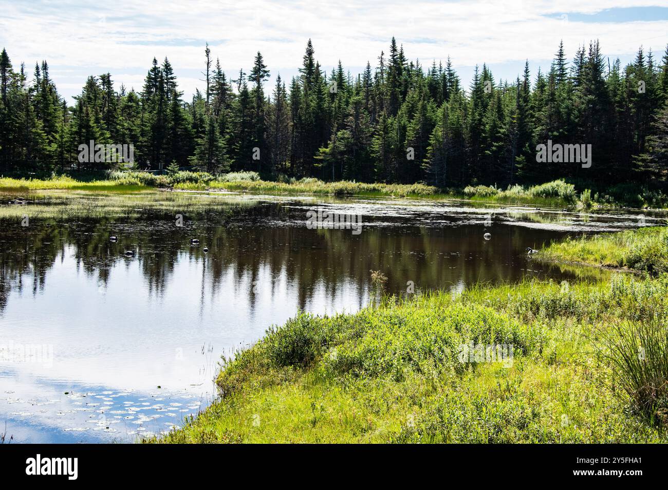 Salmonier pond hi-res stock photography and images - Alamy