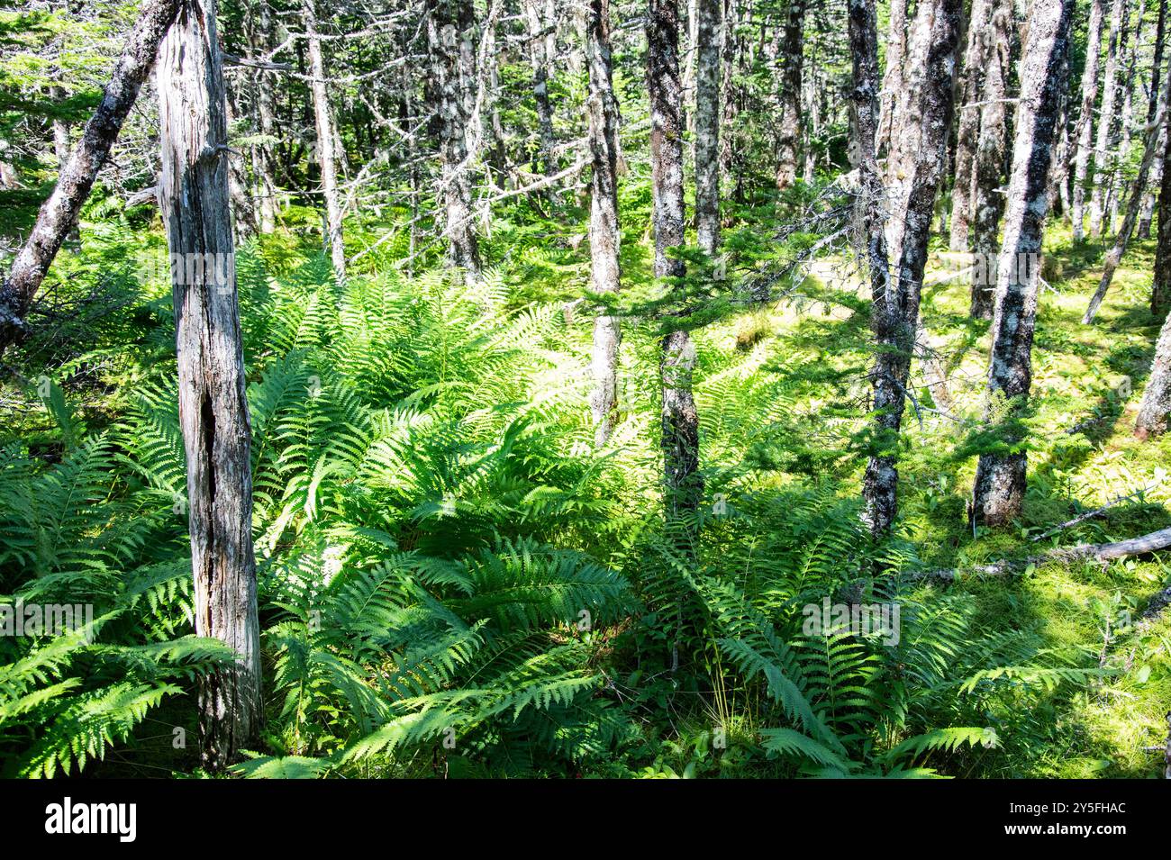 Sword ferns growing at Salmonier Nature Park on NL 90 in Holyrood ...