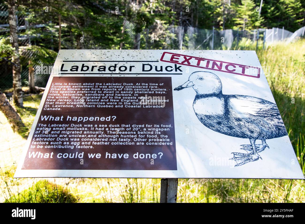 Information sign on the extinct Labrador duck at Salmonier Nature Park ...