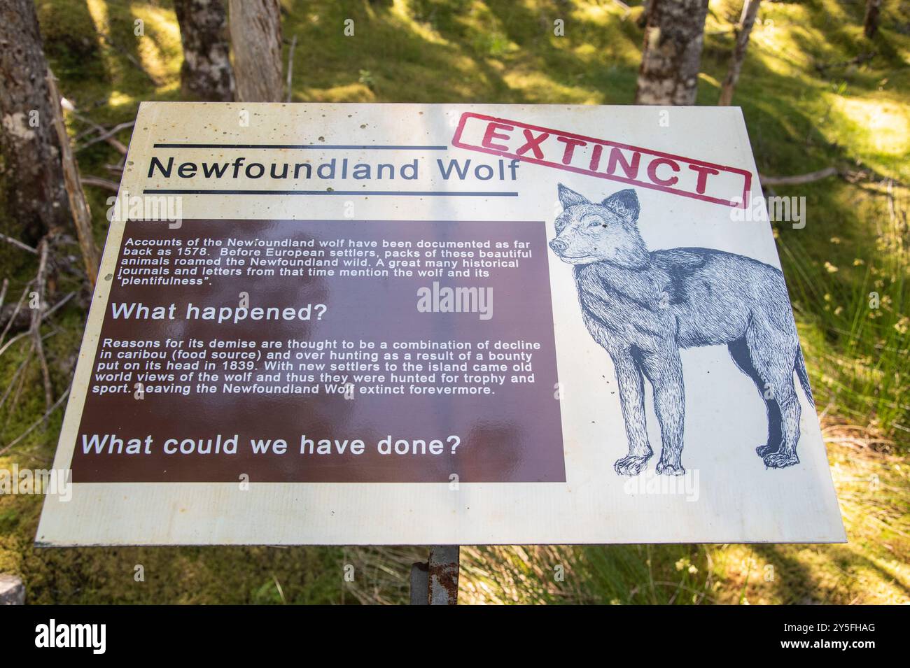 Information sign on the extinct Newfoundland wolf at Salmonier Nature ...