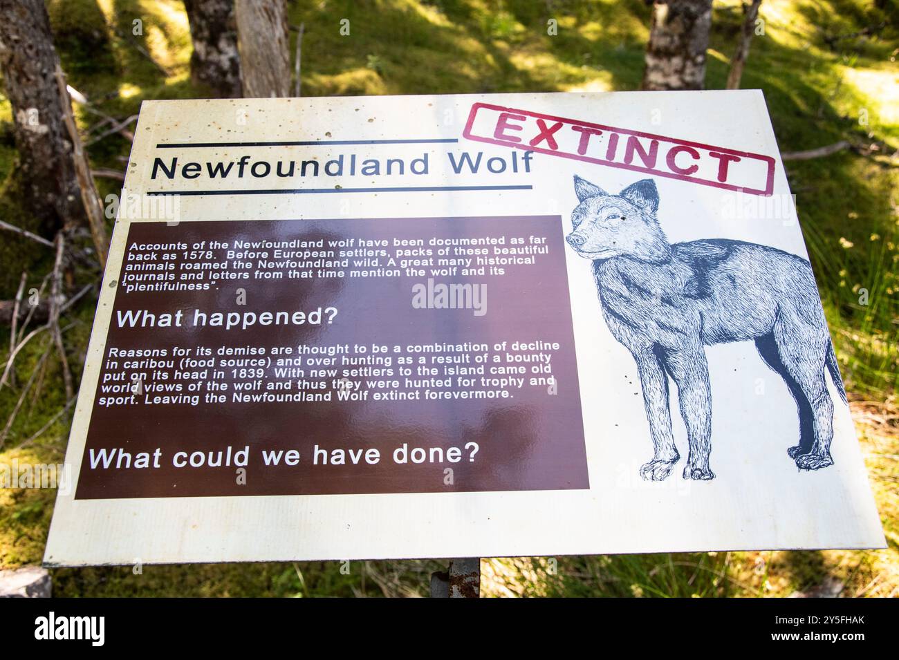 Information sign on the extinct Newfoundland wolf at Salmonier Nature ...