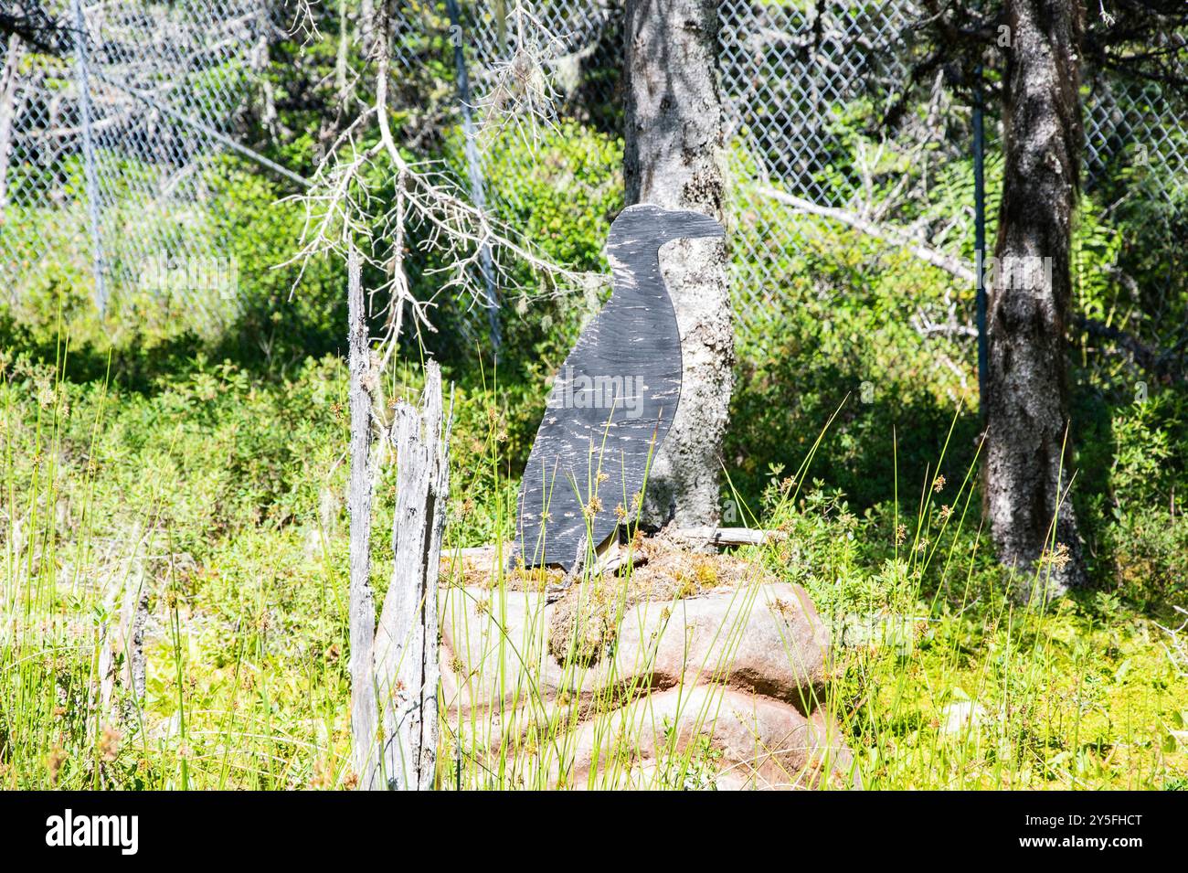 Statue of a great auk at Salmonier Nature Park on NL 90 in Holyrood ...