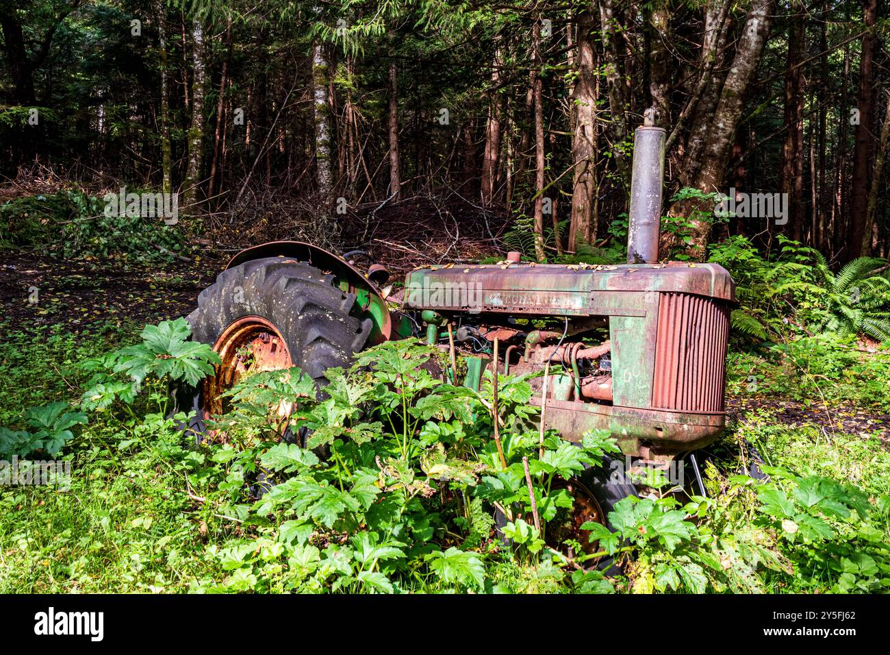 Rusty old-fashioned tractor surrounded by green bushes with trees ...