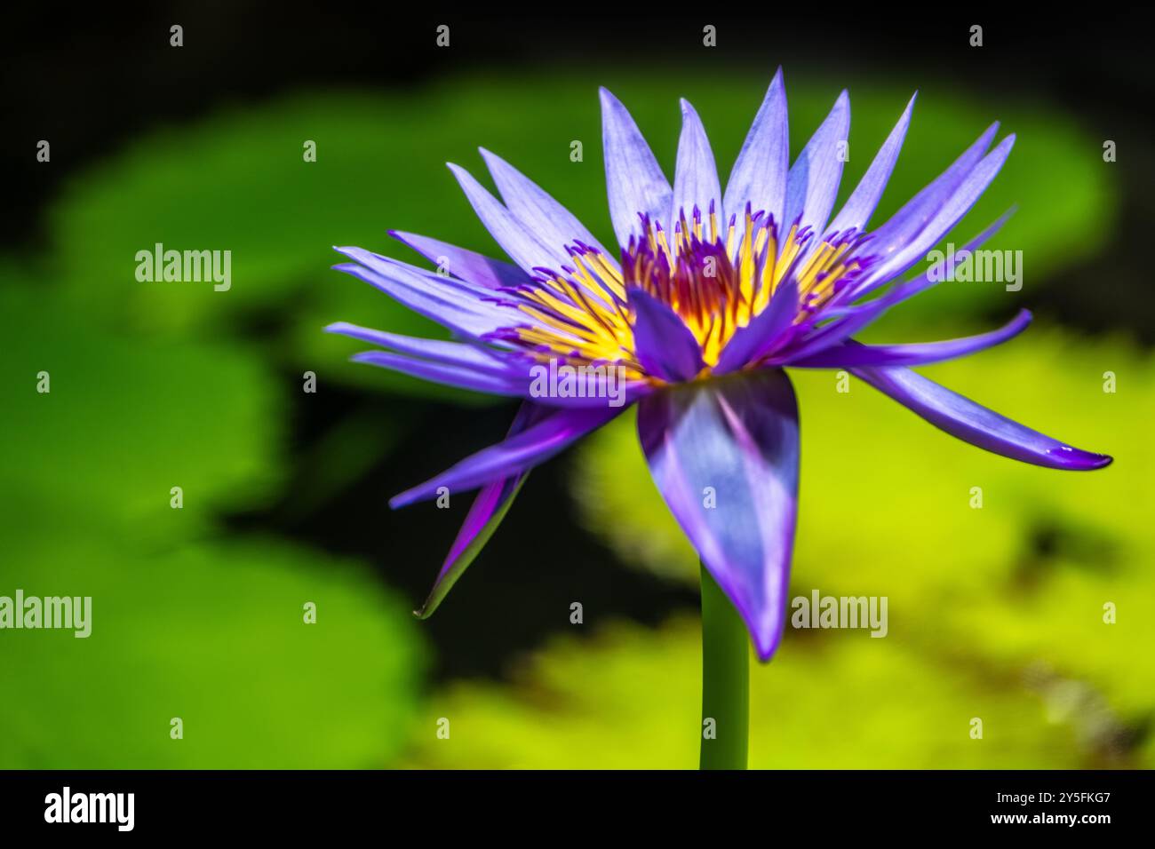 Purple water lily flower among lily pads in a freshwater aquarium ...