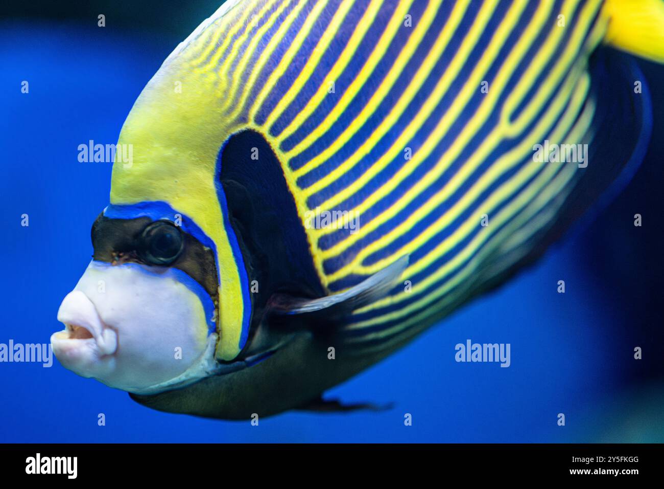 Emperor angelfish (Pomacanthus imperator), also known as an imperator ...