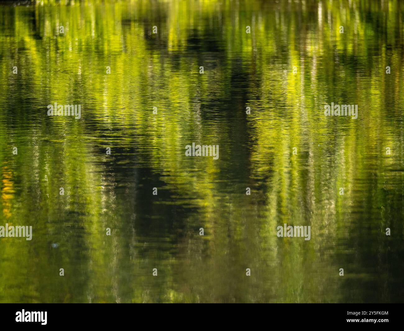 Amazon rainforest is reflected on the water surface of a side arm of ...