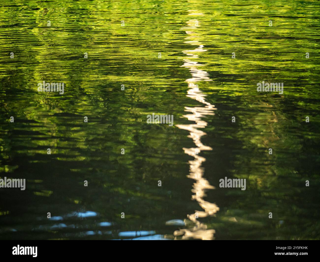 Amazon rainforest is reflected on the water surface of a side arm of ...