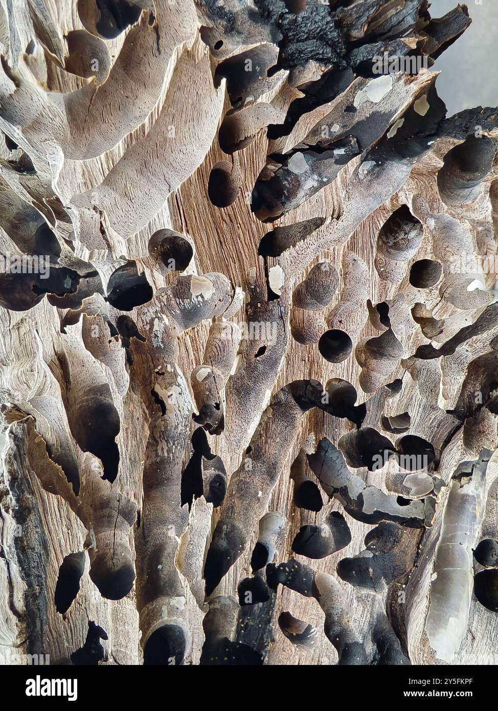 Work details various timber hi-res stock photography and images - Alamy