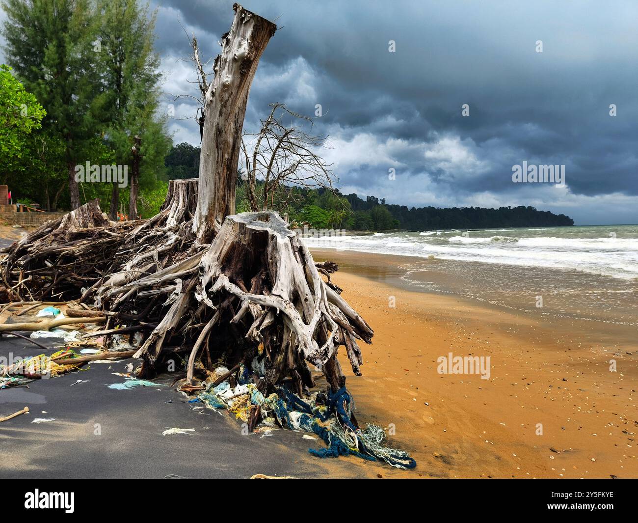 A tree stump is currently laying on the beach close to the ocean Stock ...