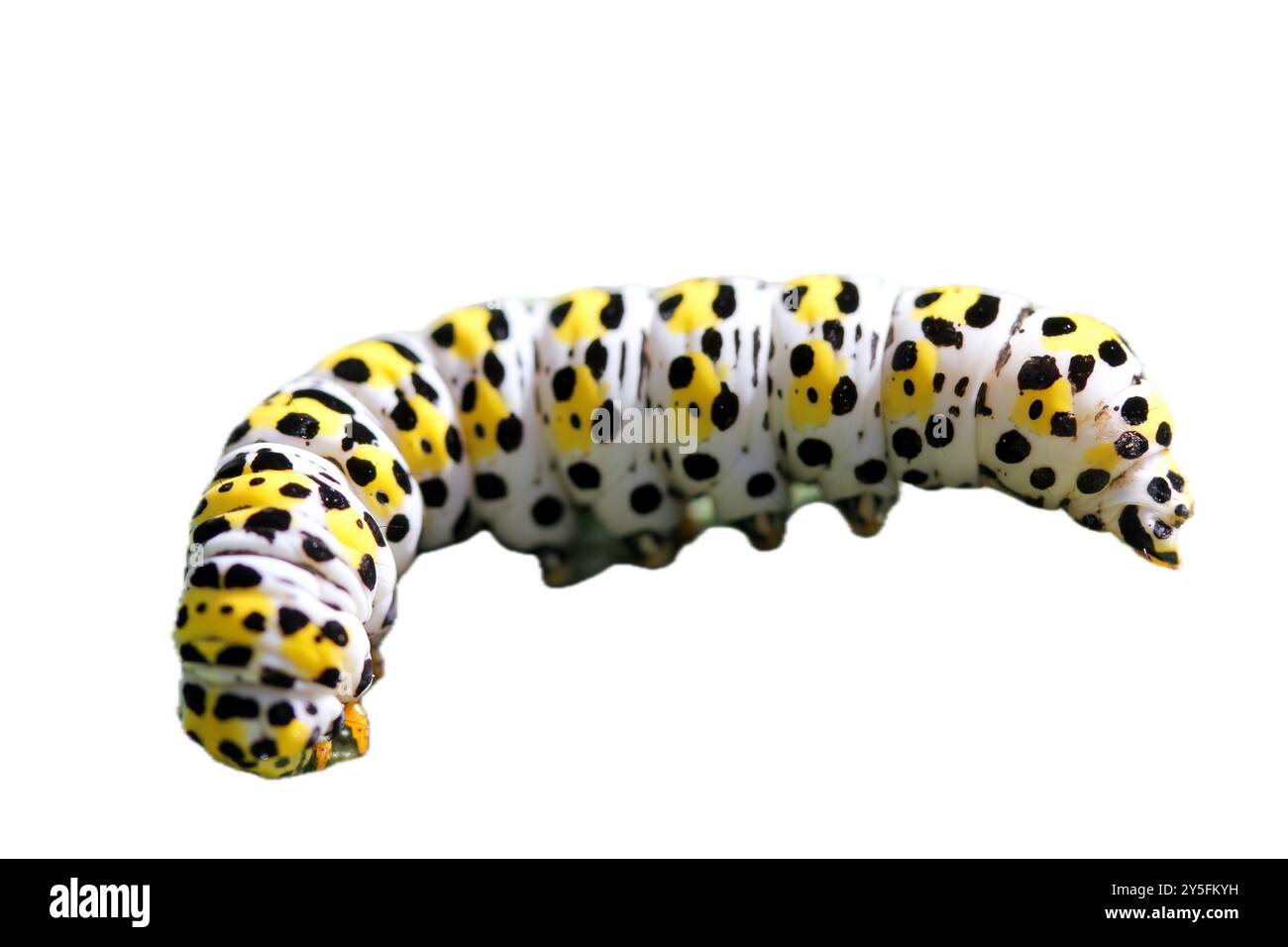 The bead of mullein moth (Shargacucullia verbasci), a moth Stock Photo ...