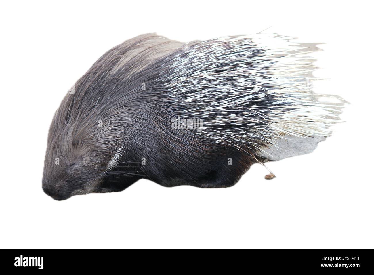 the Porcupine (Hystricidae) is a rodent with quills Stock Photo - Alamy