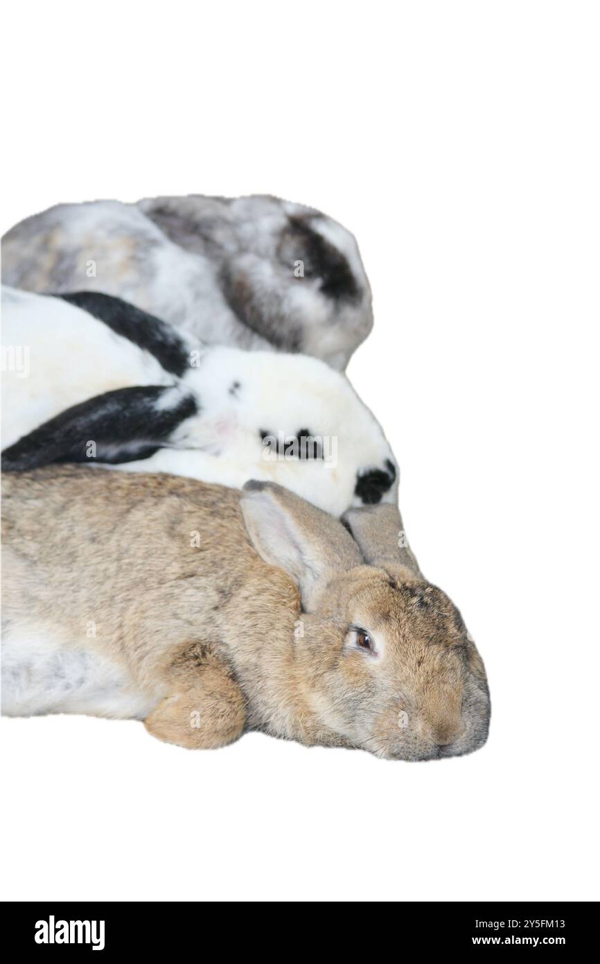 The domestic rabbit is the domesticated form of the wild rabbit Stock ...