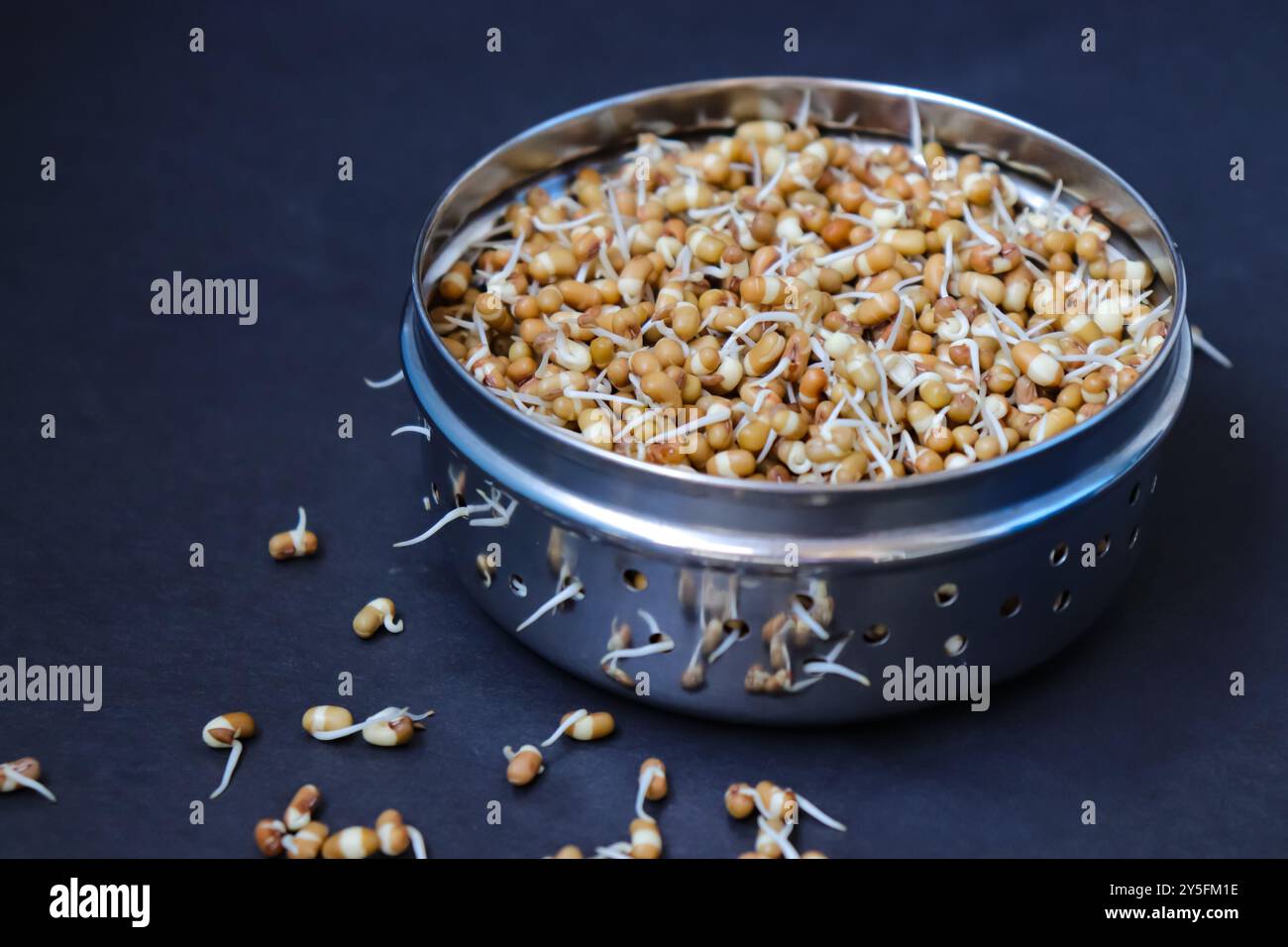 Freshly sprouted matki, also known as moth beans. Small brown legumes ...