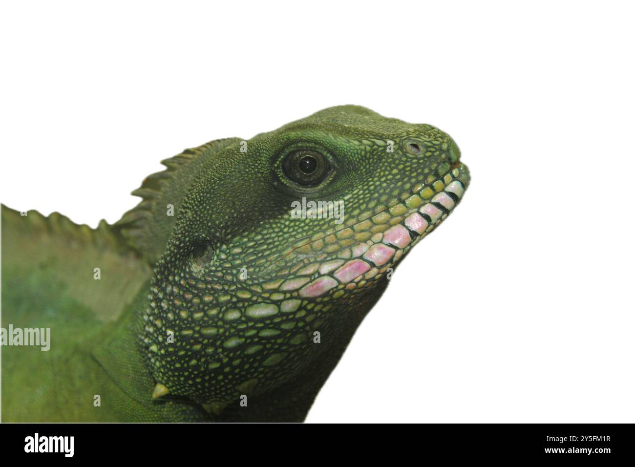 The Green Water Dragon (Physignathus cocincinus) is a lizard of the ...