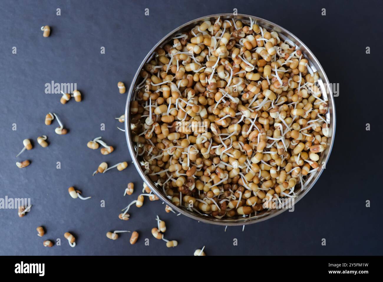Freshly sprouted matki, also known as moth beans. Small brown legumes ...
