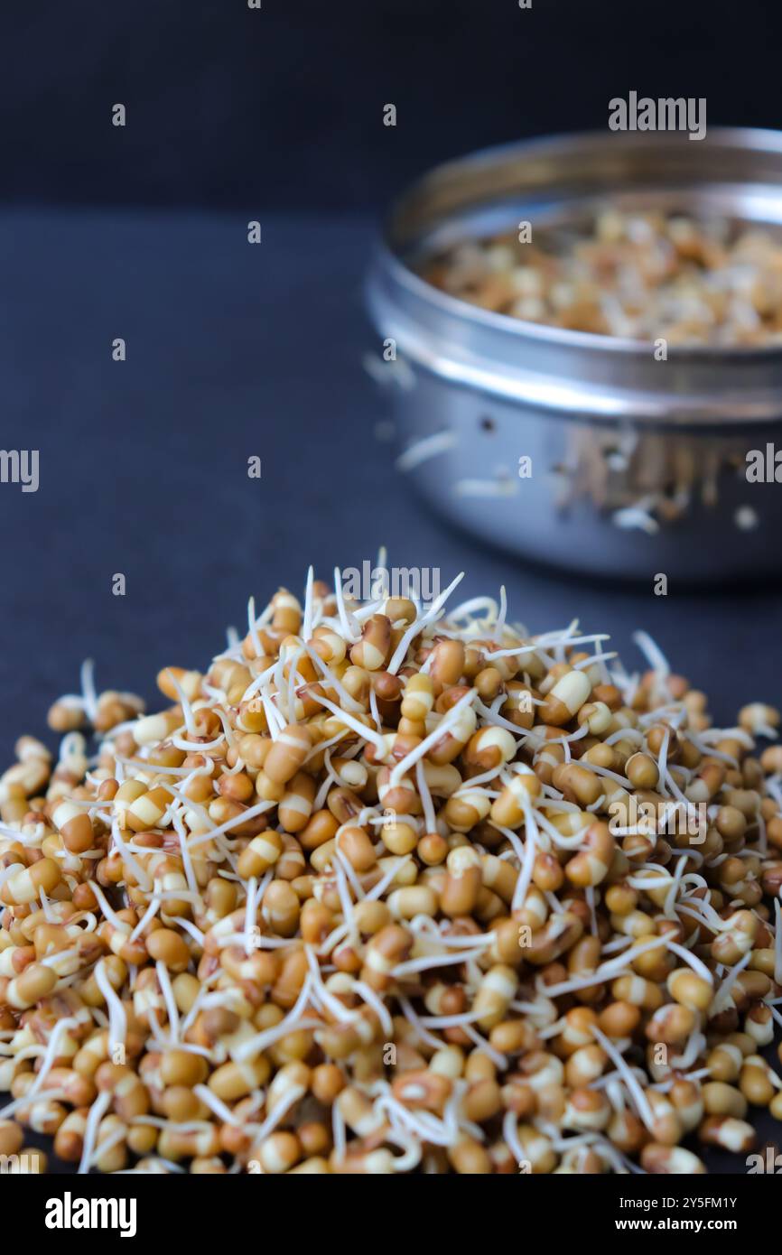 Freshly sprouted matki, also known as moth beans. Small brown legumes ...
