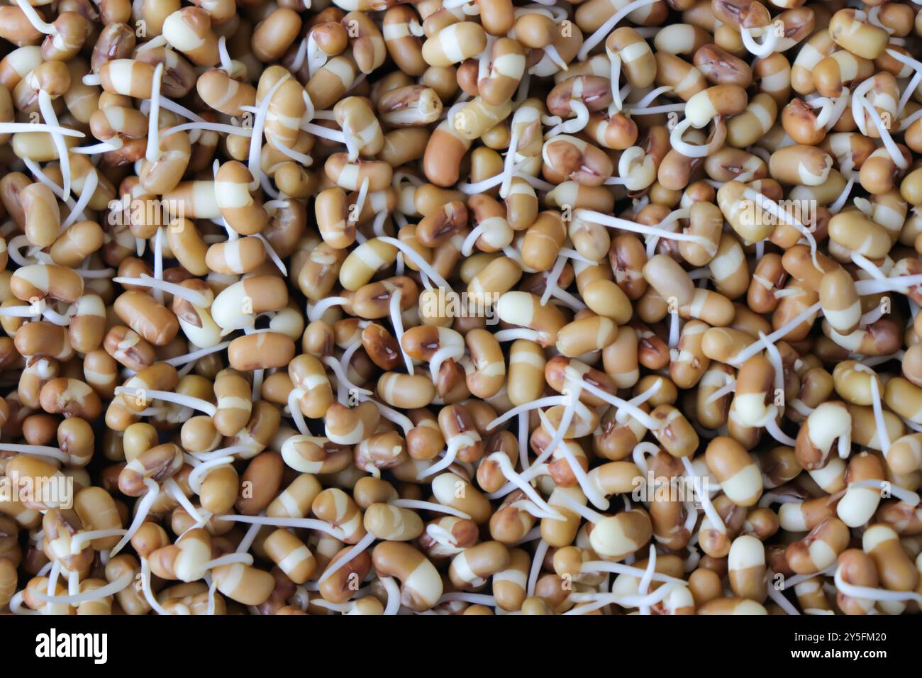 Freshly sprouted matki, also known as moth beans. Small brown legumes ...