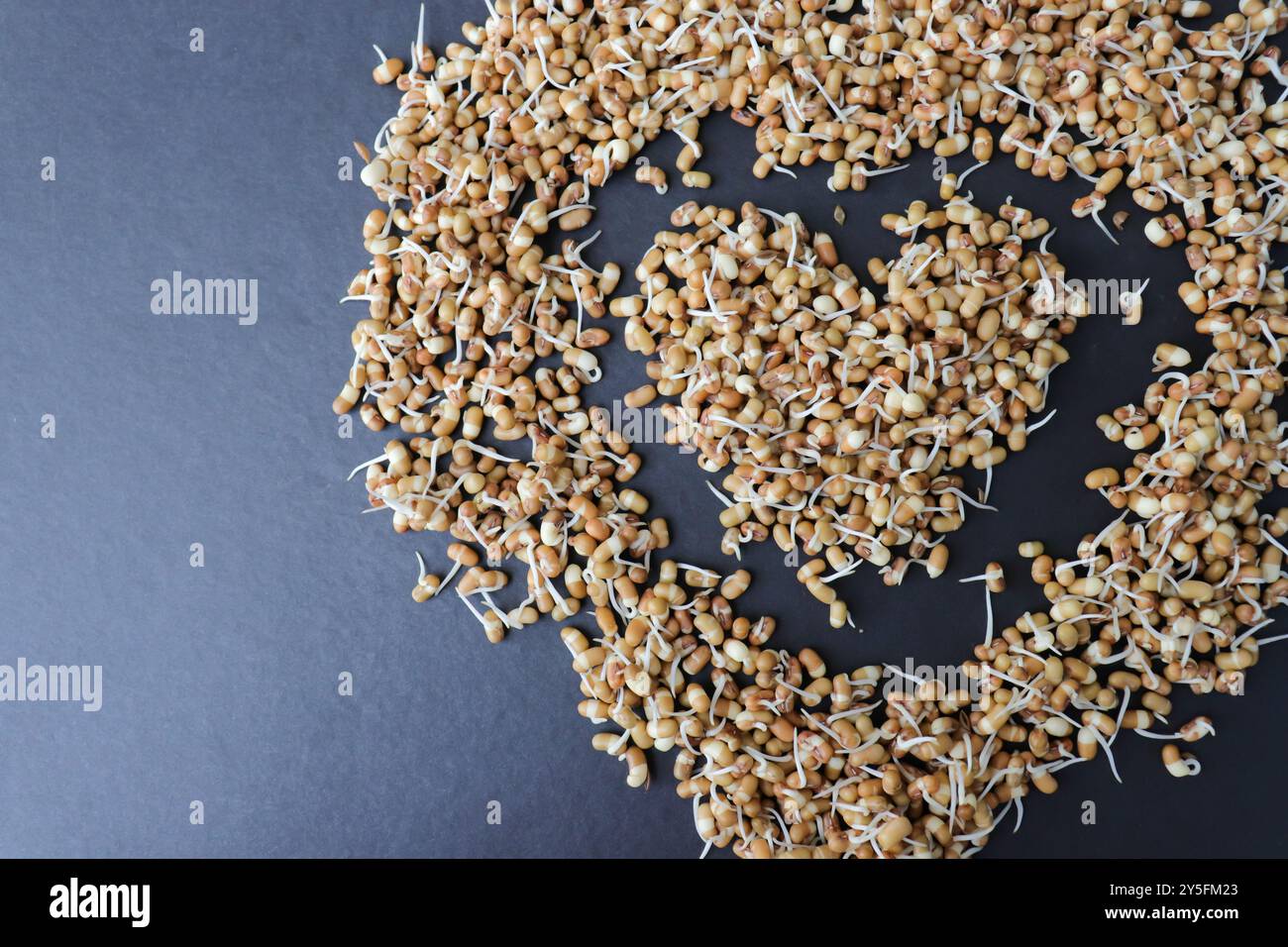 Freshly sprouted matki, also known as moth beans. Small brown legumes ...