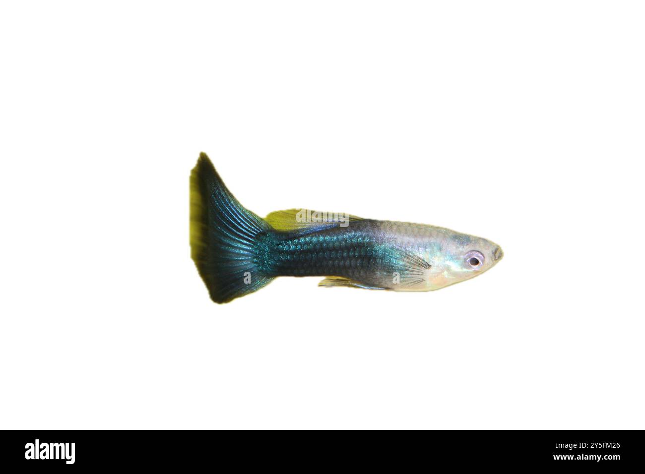 Guppy poecilia reticulata aquarium fish Cut Out Stock Images & Pictures ...