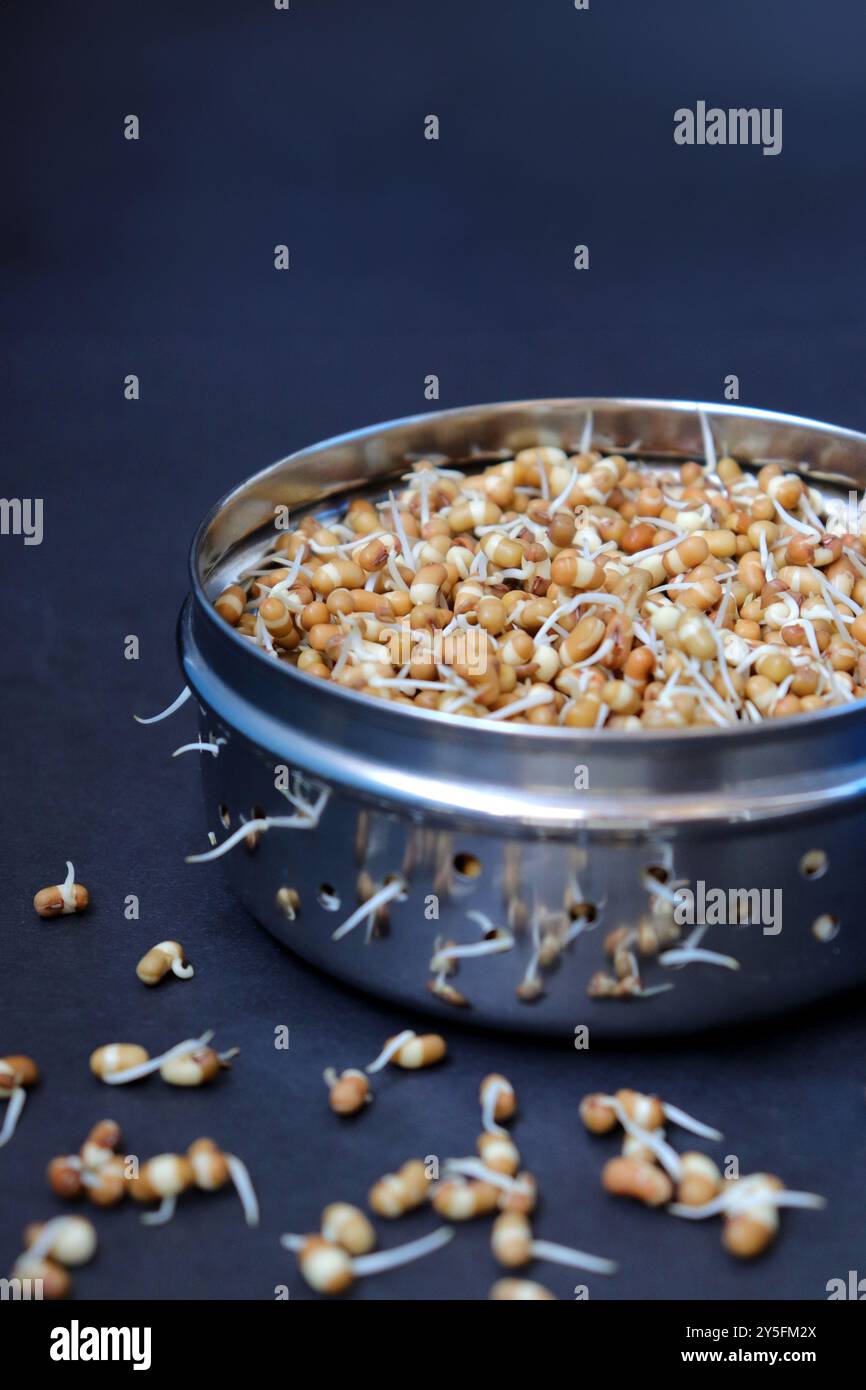 Freshly sprouted matki, also known as moth beans. Small brown legumes ...