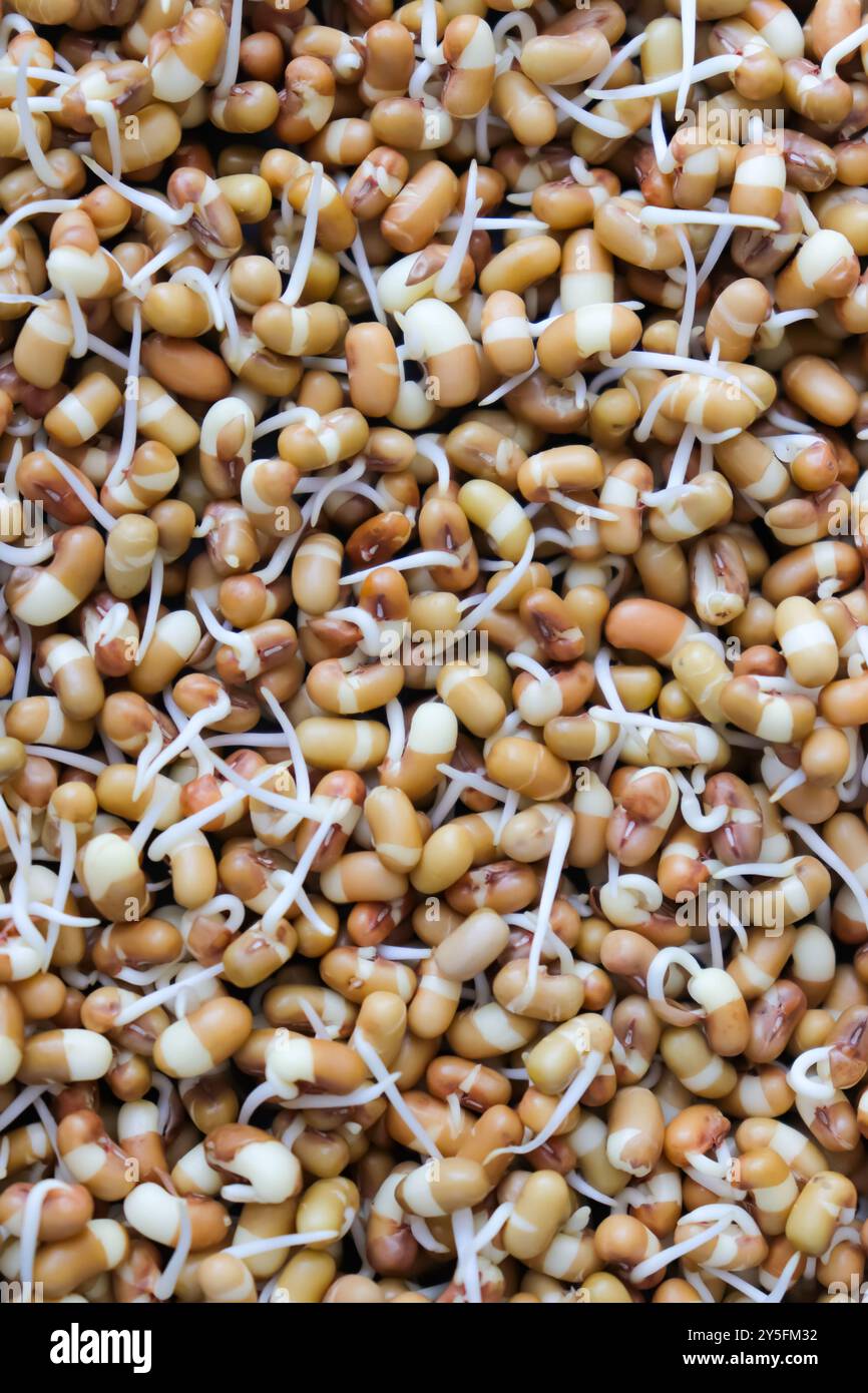 Used to germinate seeds hi-res stock photography and images - Alamy