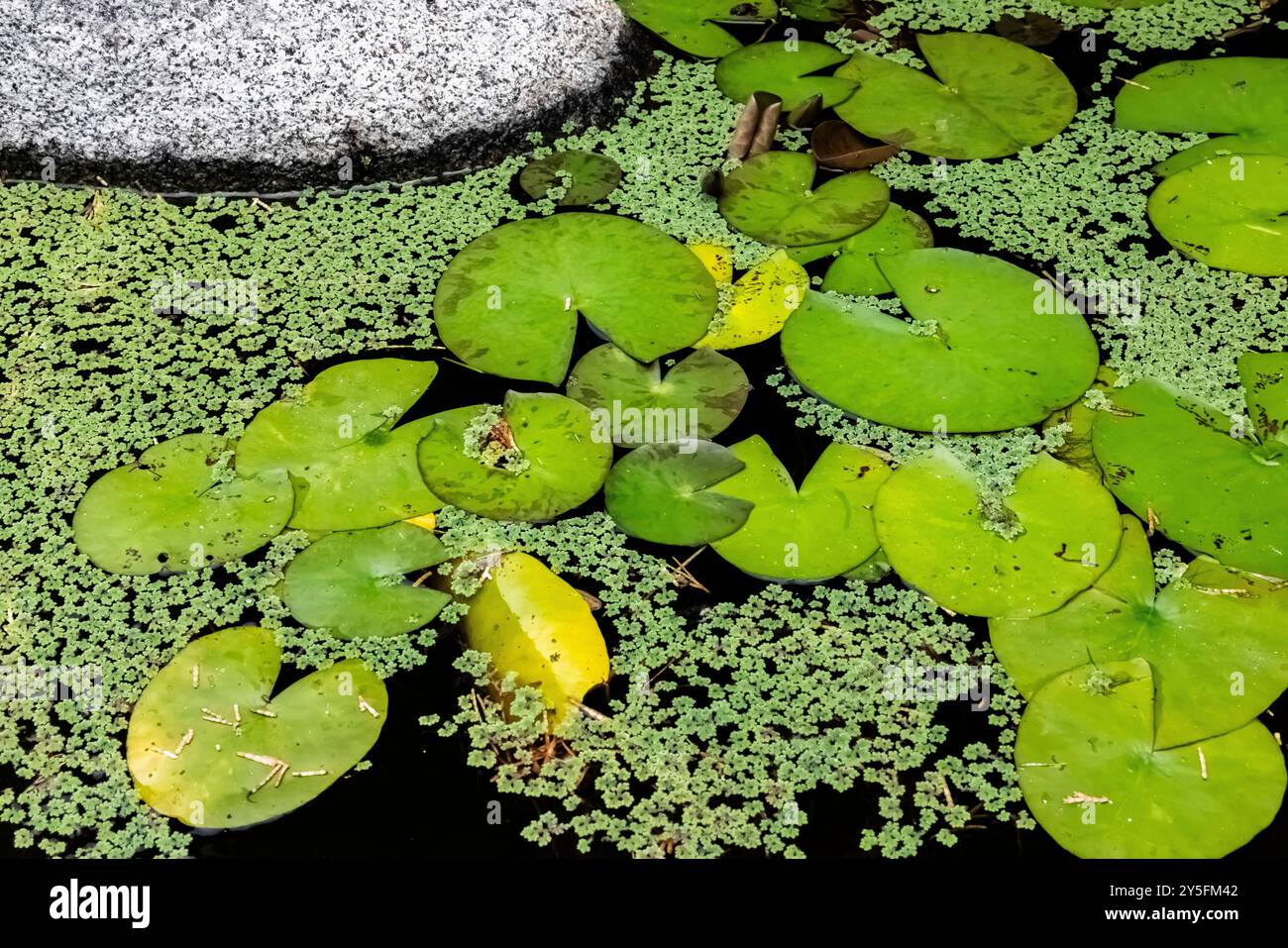 Robert murase hi-res stock photography and images - Alamy