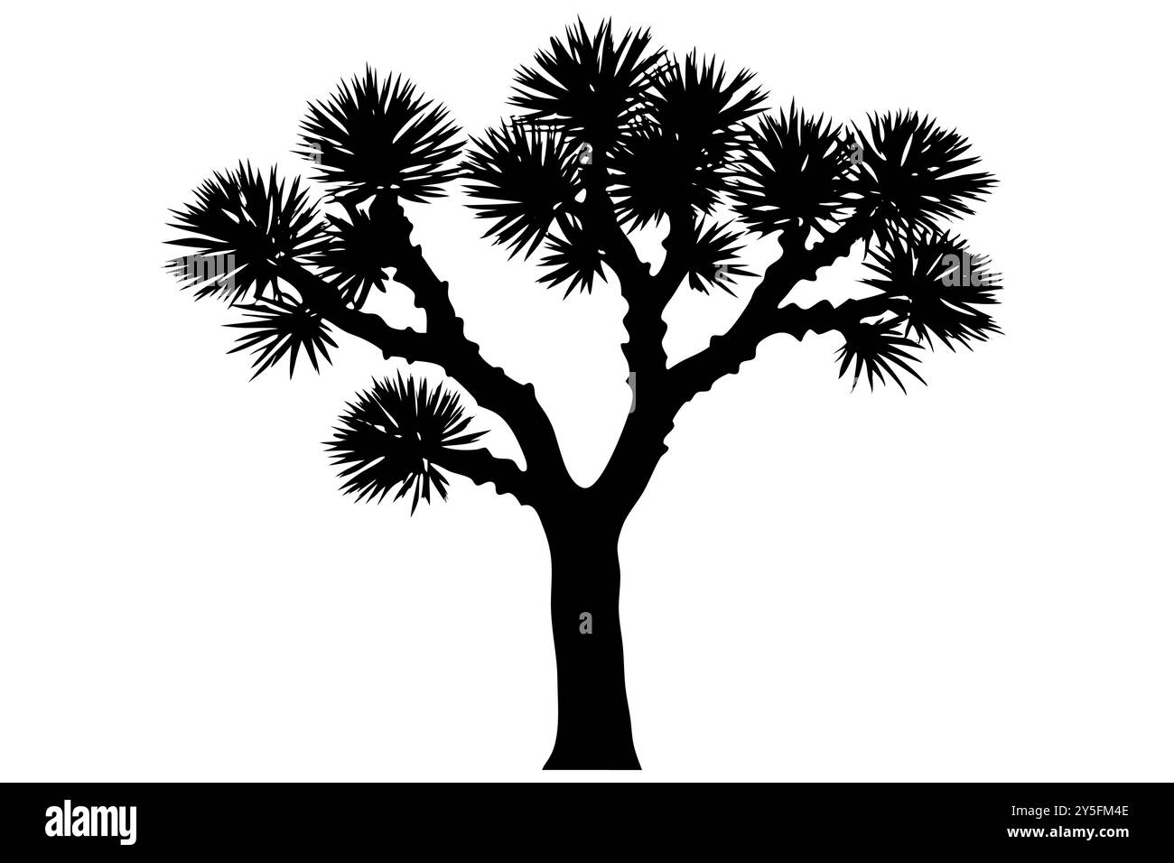 Joshua tree vector illustration Stock Vector Image & Art - Alamy