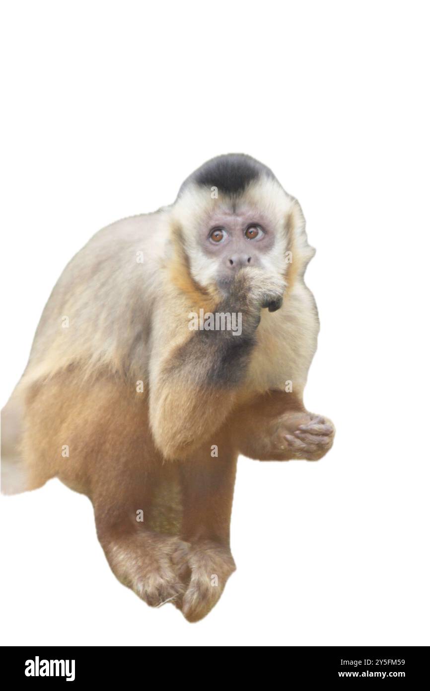 TheTufted capuchin or corn monkey (Sapajus apella) is a primate of the ...