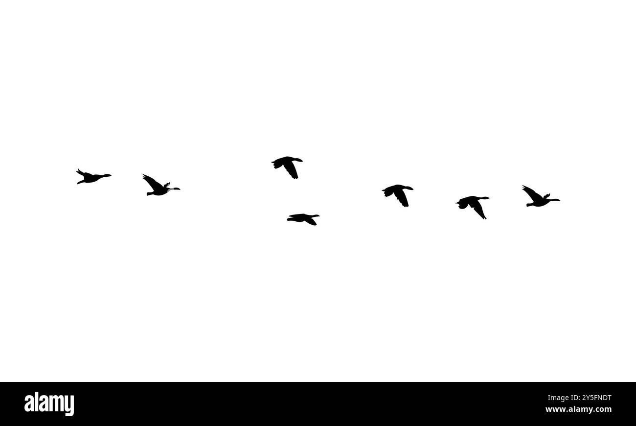 Flying Birds Vector Illustration Collection Stock Vector Image & Art ...