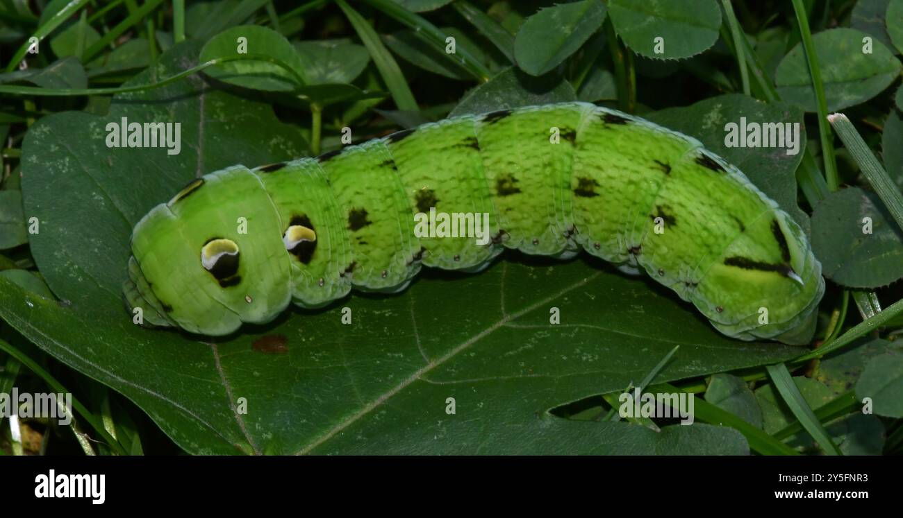 Junges stadium hi-res stock photography and images - Alamy