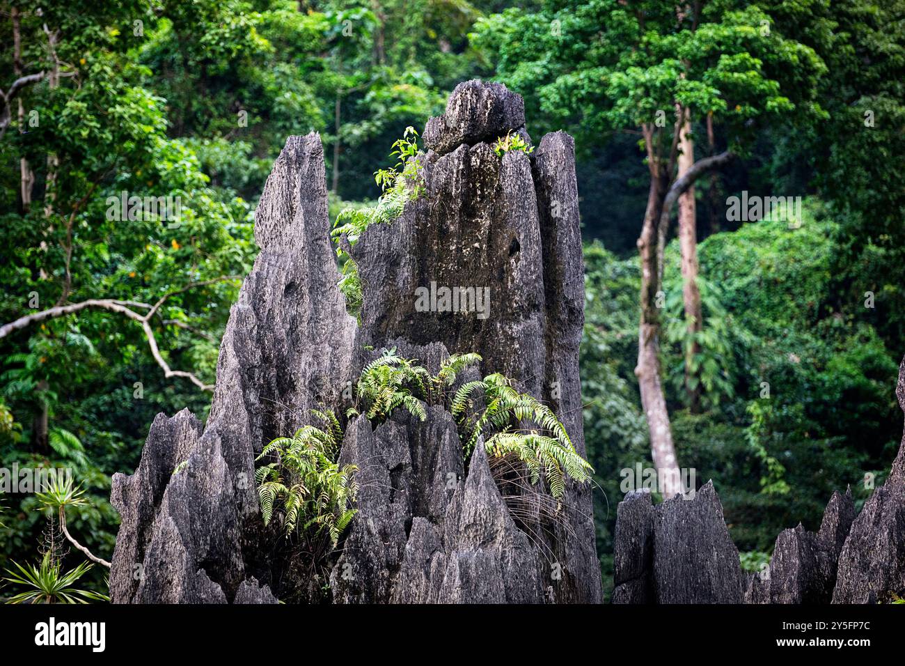 Beautiful tropical forest, plants, growing on a secluded karst rock ...