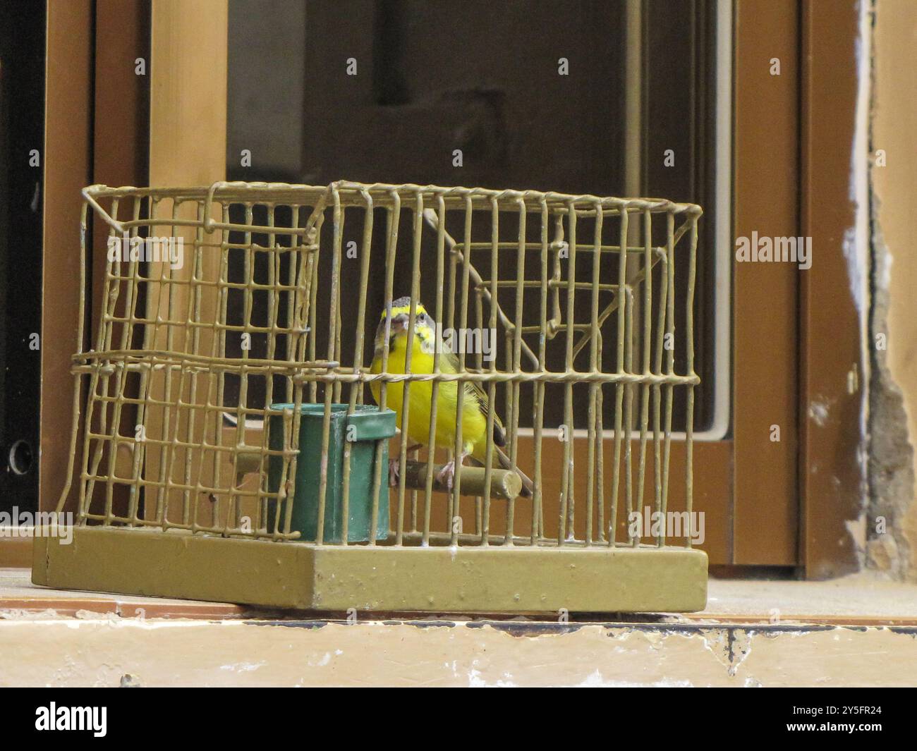 Singing bird in cage hi-res stock photography and images - Alamy