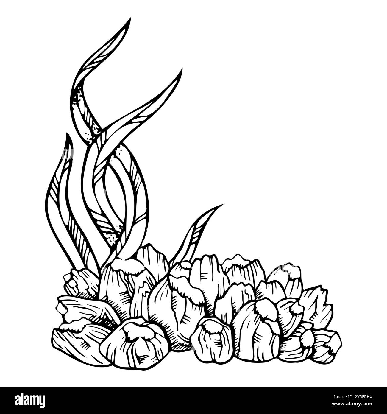 Barnacles shells colony with long seaweed line Stock Vector Image & Art ...