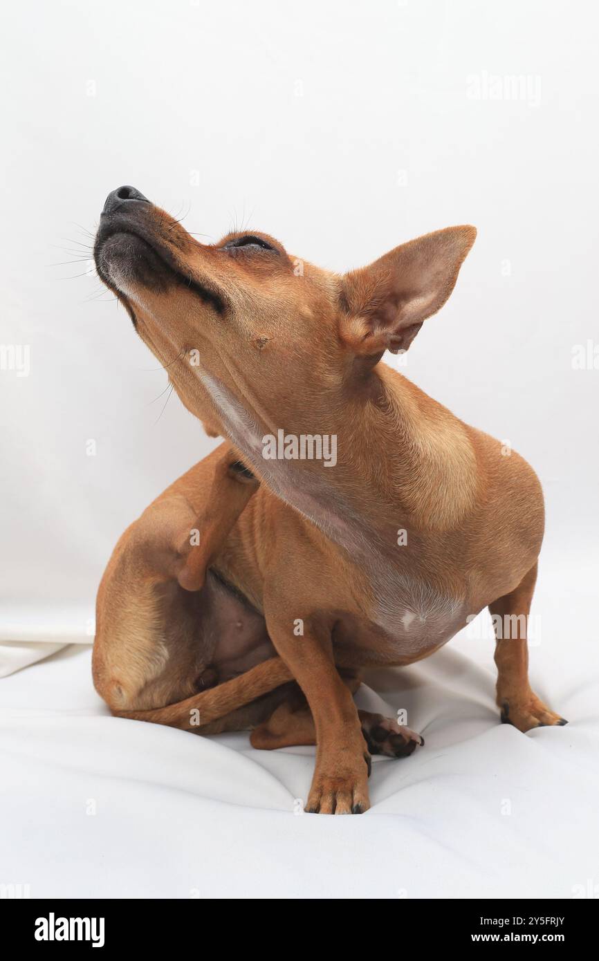 A small, brown dog is scratching its neck with its hind leg. Its ears ...