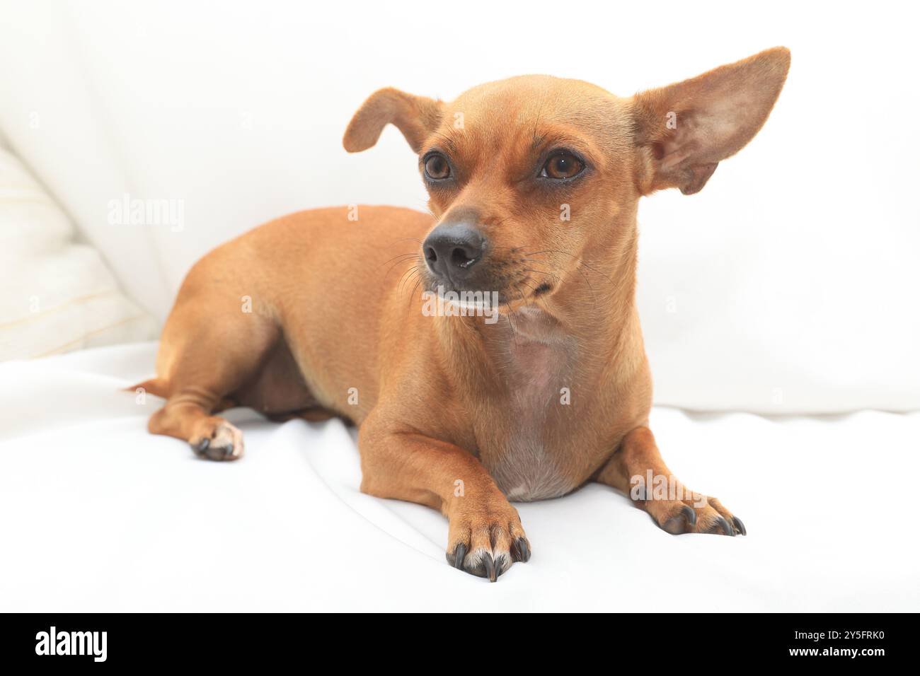 A small, brown dog with large ears lies on a white sheet. Its body is ...