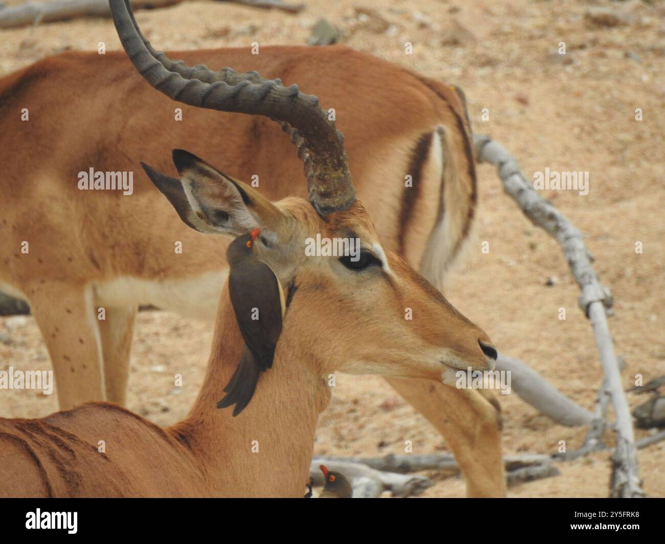 Impala face portrait with an oxpecker bird on the neck cleaning the ear ...