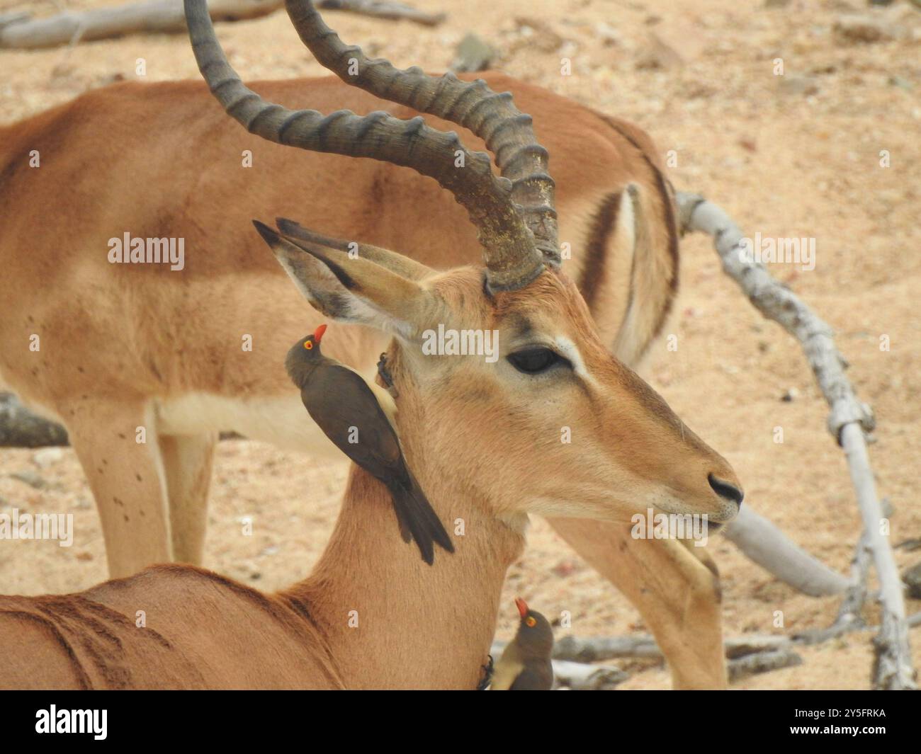 Impala face portrait with an oxpecker bird on the neck cleaning the ear ...