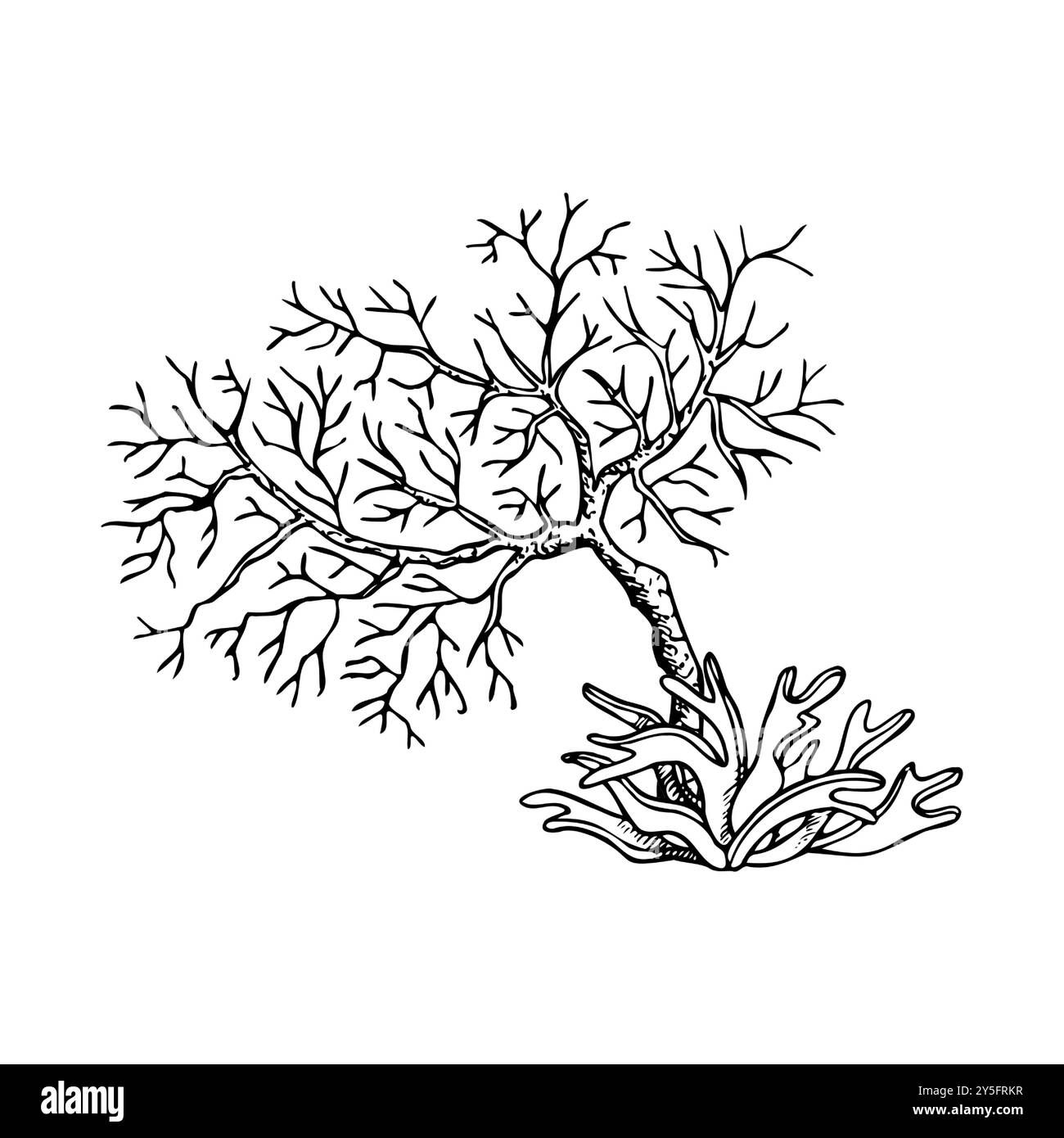 Algae sea red beach Cut Out Stock Images & Pictures - Alamy