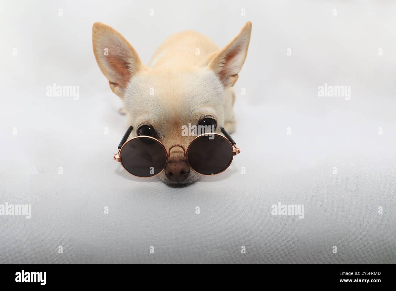 A tiny, white Chihuahua wearing oversized round sunglasses stares ...
