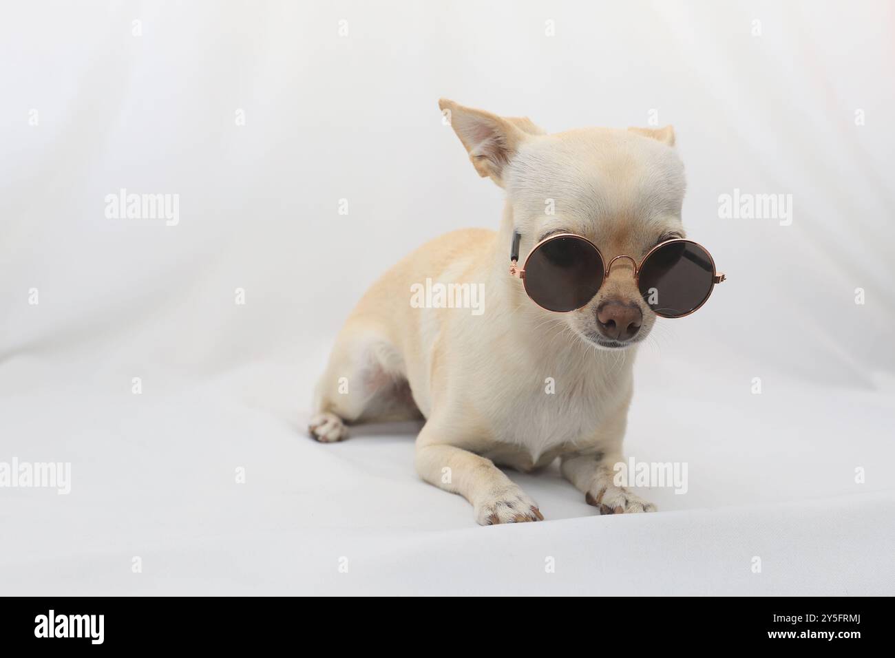 A small, white Chihuahua wearing oversized round sunglasses lies on a ...