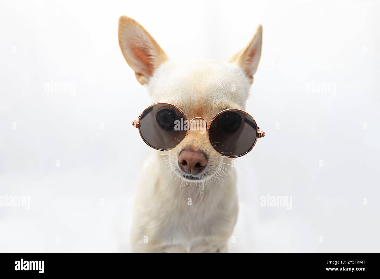 A tiny, white Chihuahua wearing oversized round sunglasses stares ...