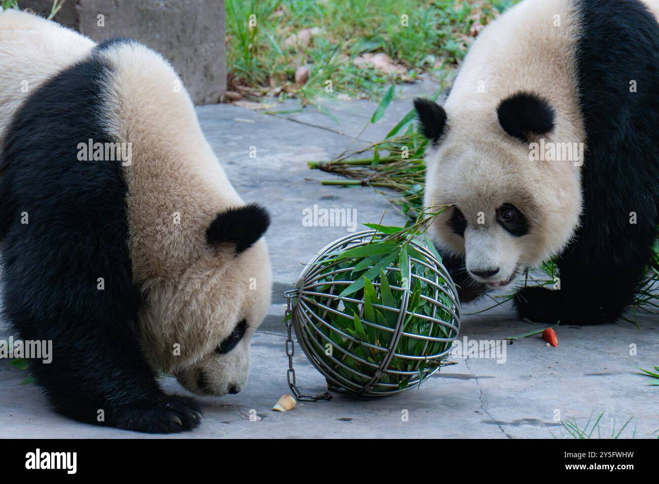 Giant pandas ''Yu Ke'' and ''Yu Ai'' play at Chongqing Zoo in Chongqing ...