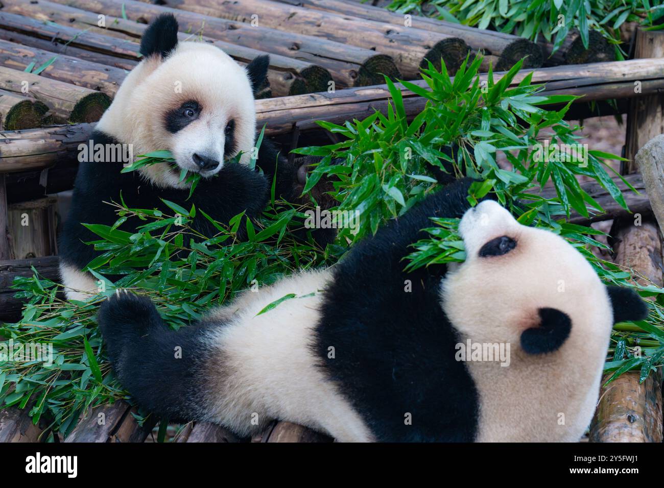 Giant pandas Xing Xing and Chen Chen eat bamboo at Chongqing Zoo in ...