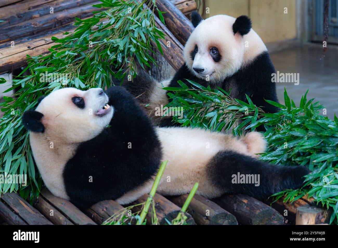 Giant pandas Xing Xing and Chen Chen eat bamboo at Chongqing Zoo in ...