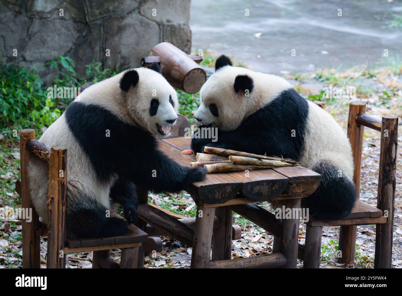 Giant pandas ''Yu Ke'' and ''Yu Ai'' gather around a table for dinner ...