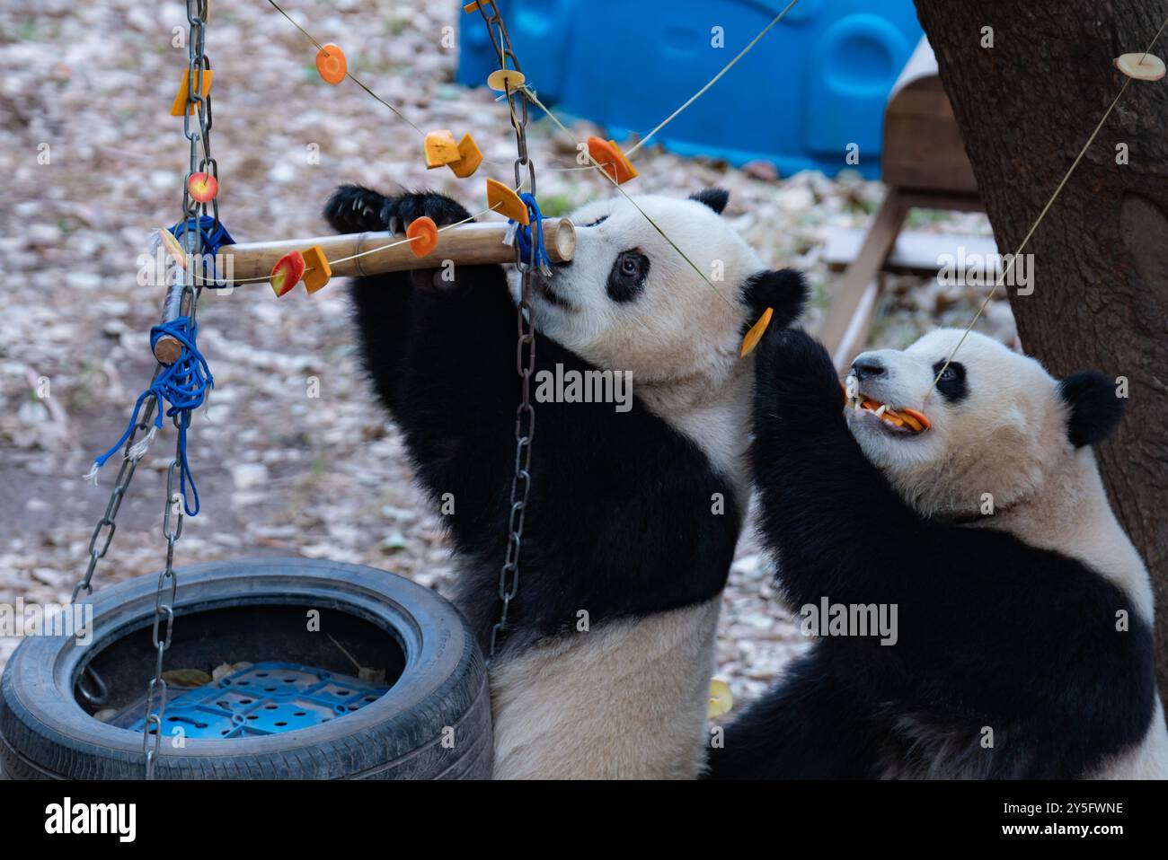 Giant pandas Yu Ke and Yu Ai eat a barbecue at Chongqing Zoo in ...