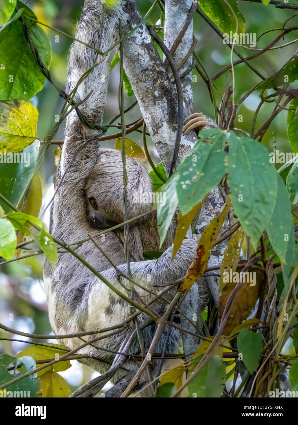 A brown-throated sloth (Bradypus variegatus) in the Amazon rainforest ...