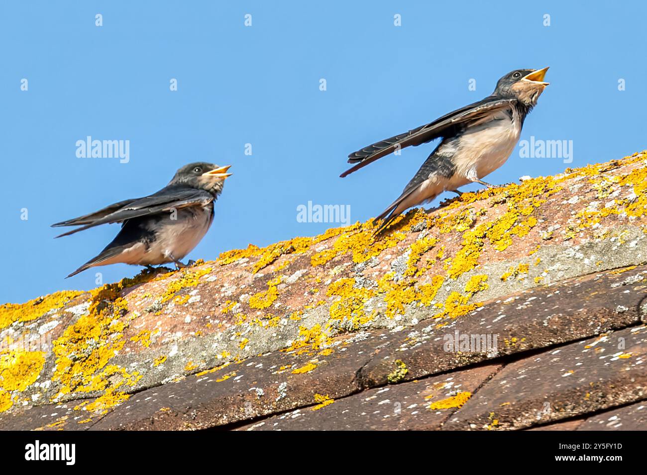 Barn Swallow, calling, Steeple, Essex, UK Stock Photo - Alamy