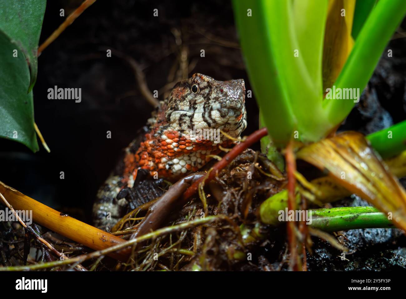 Chinese Crocodile Lizard - Shinisaurus crocodilurus, beautiful colored ...